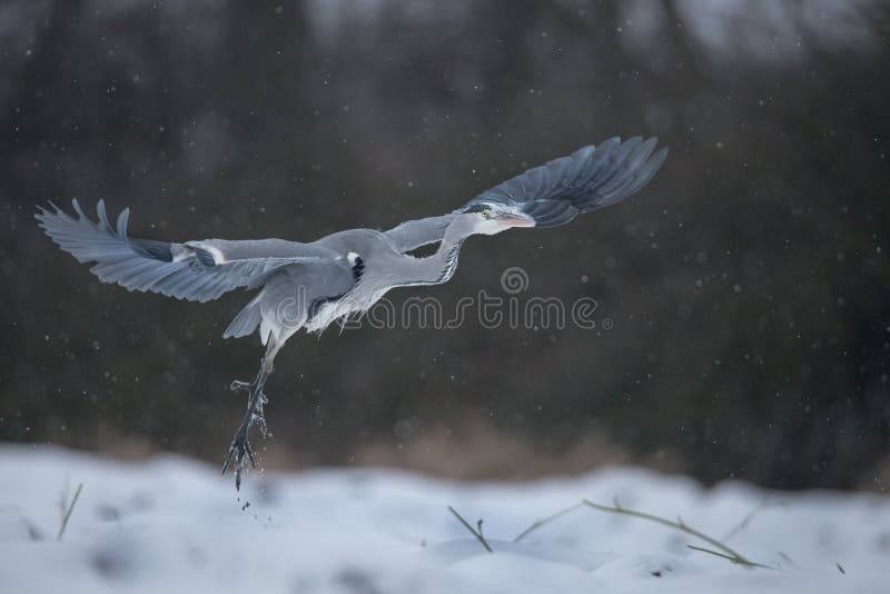 Grey heron takes off stock photo. Image of grey, talons - 136160910
