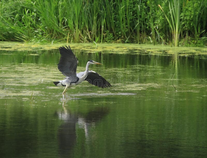 Grey Heron taking off stock photo. Image of bill, huge - 4468264