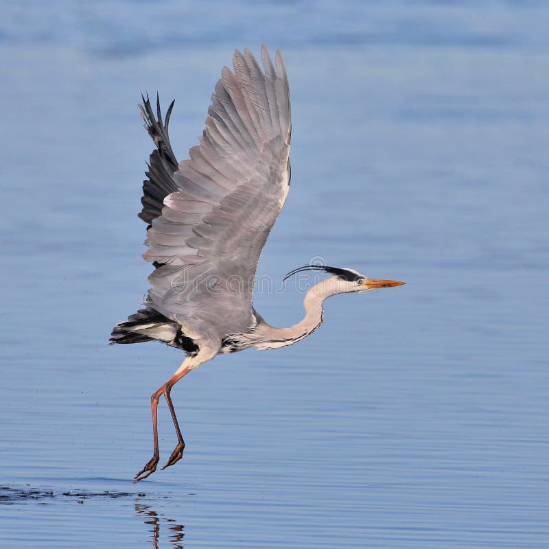 Grey Heron taking off stock photo. Image of river, ardeidae - 25981326