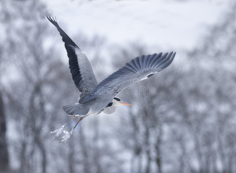 Grey heron is taking off stock photo. Image of predator - 210500214