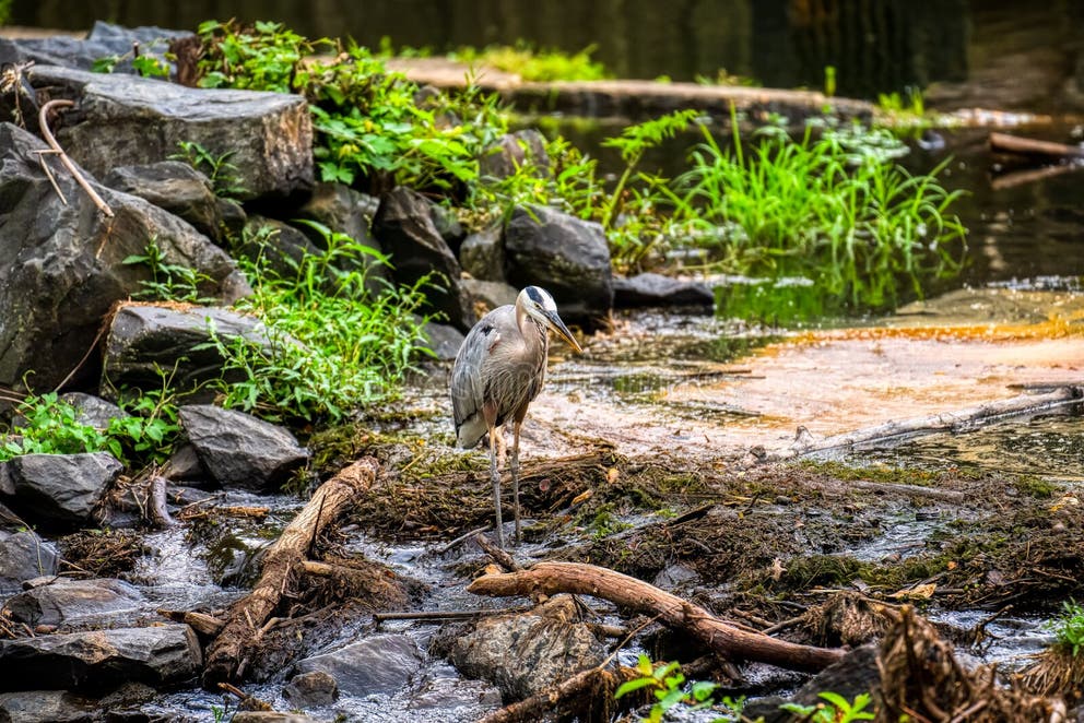 Grey Heron Walking on the Swamp Stock Photo - Image of river, park ...
