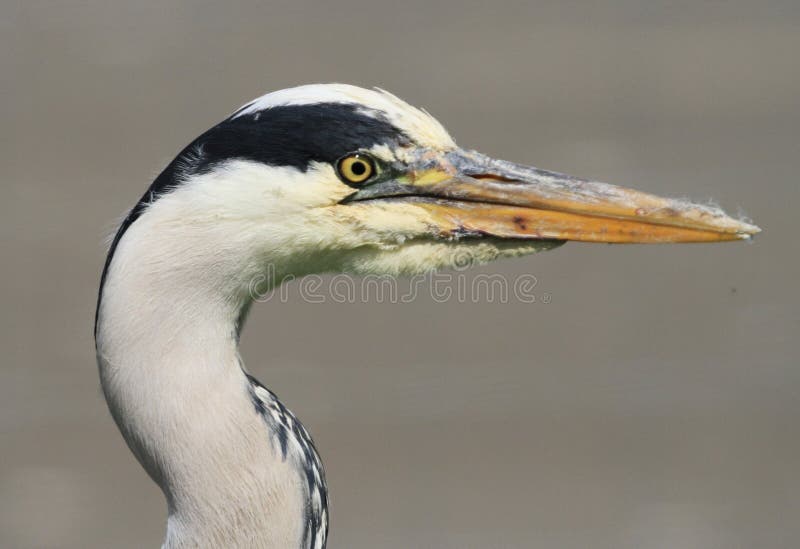 A grey herons head stock image. Image of birdwatching - 73580007