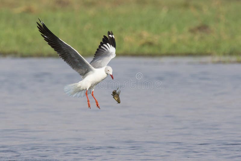 Grey Hooded Gull Dropping Fish Stock Photo - Image of gulls, africa ...