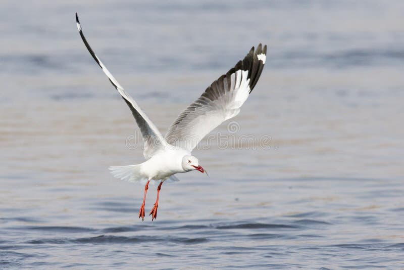 Gull with a fish stock photo. Image of fish, north, ornithology - 64339850