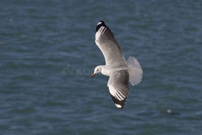 Grey-hooded Gull Soaring Over the Ocean Stock Image - Image of animals ...