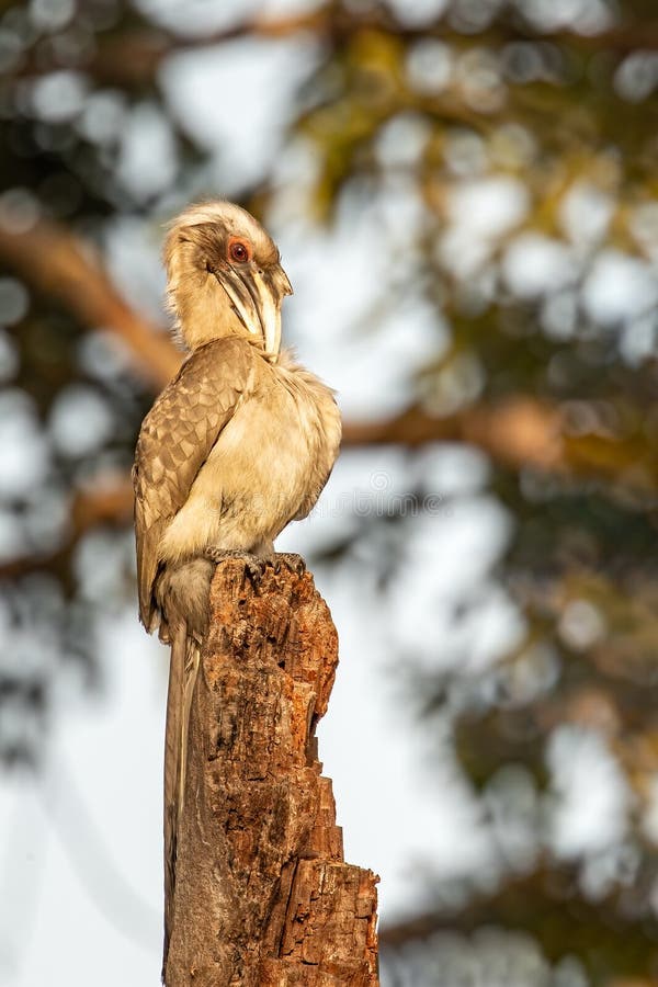 A Grey Hornbill Clearing Its Feathers Stock Image - Image of species ...