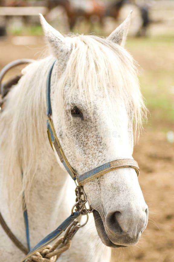 Grey Horse stock photo. Image of mare, field, mane, breed - 25339078