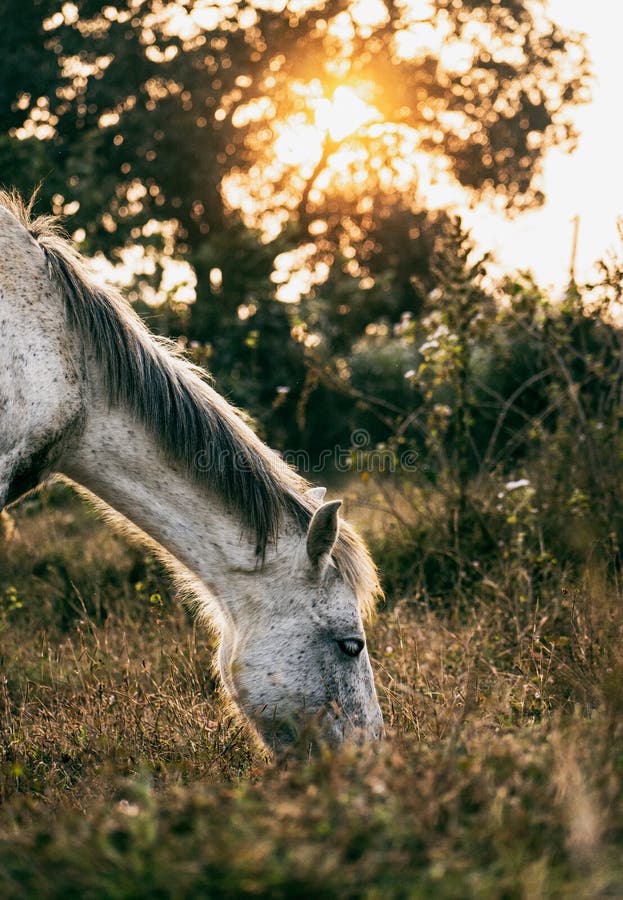1,765 Hour Horse Stock Photos - Free & Royalty-Free Stock Photos from ...