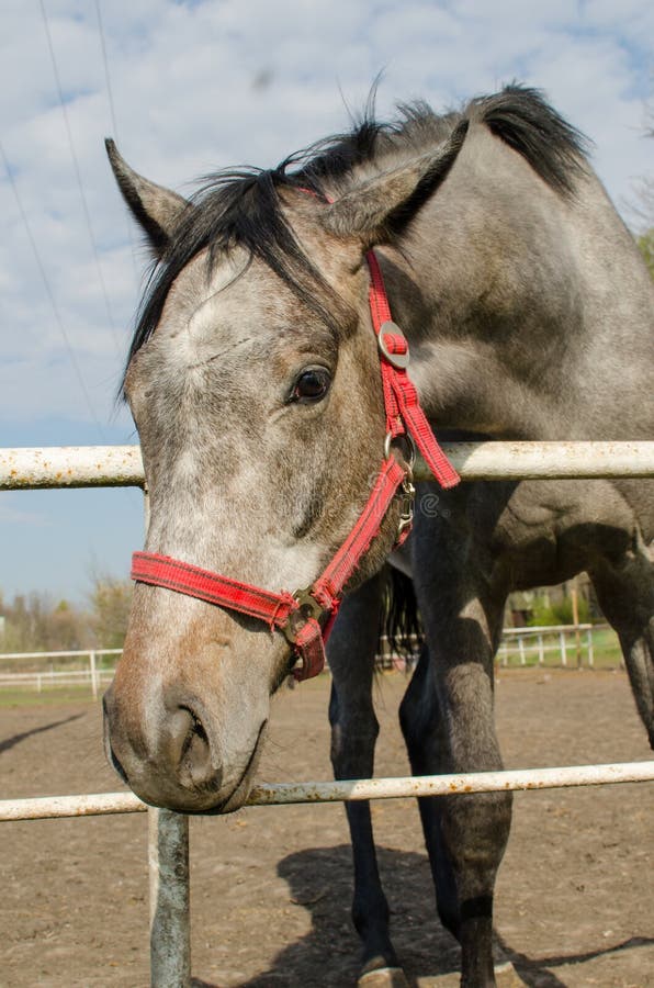 Grey horse head. Close up stock photo. Image of looking - 145152954