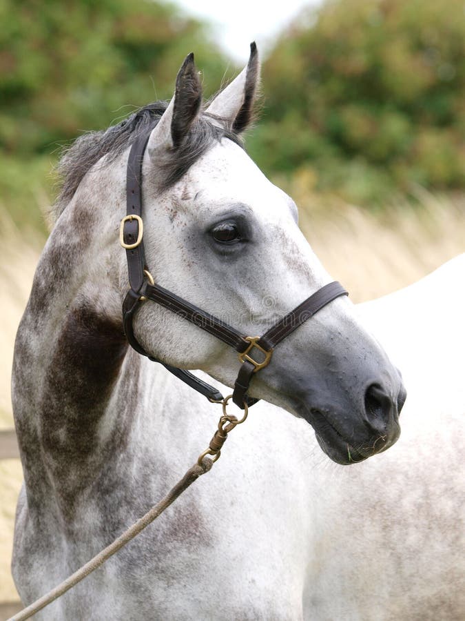 Grey Horse Head Shot stock image. Image of riding, equine - 36781467