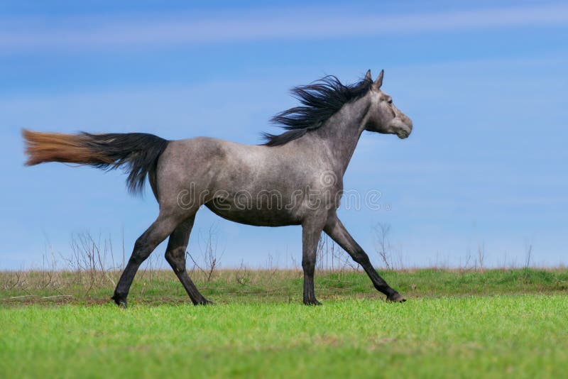 Grey horse in motion stock image. Image of jump, horse - 51300585