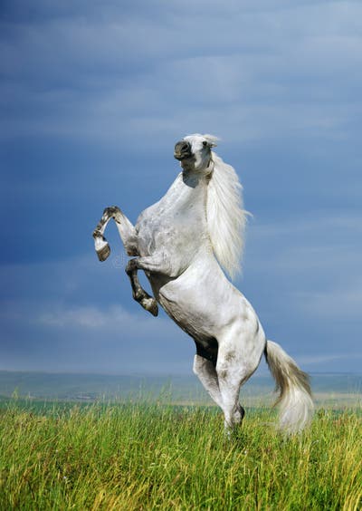 A grey horse rearing stock photo. Image of horse, mammal - 26769830