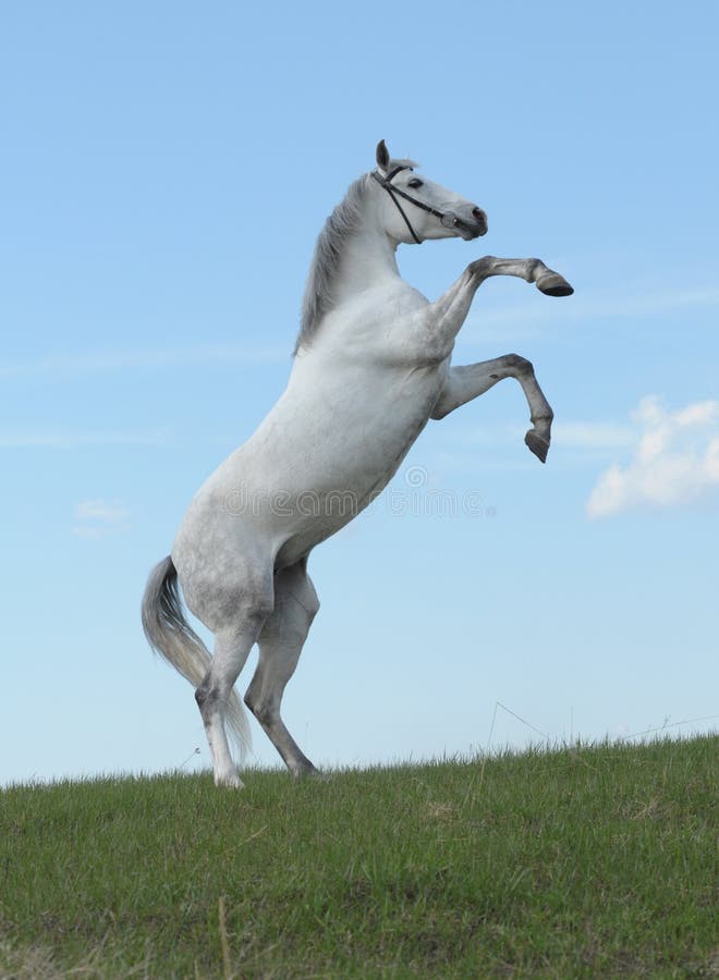 Grey Horse Rears in the Meadow Stock Photo - Image of equine, summer ...