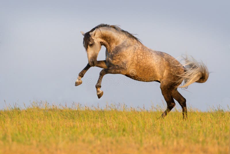 Grey horse run stock photo. Image of gallop, action, freedom - 44395556