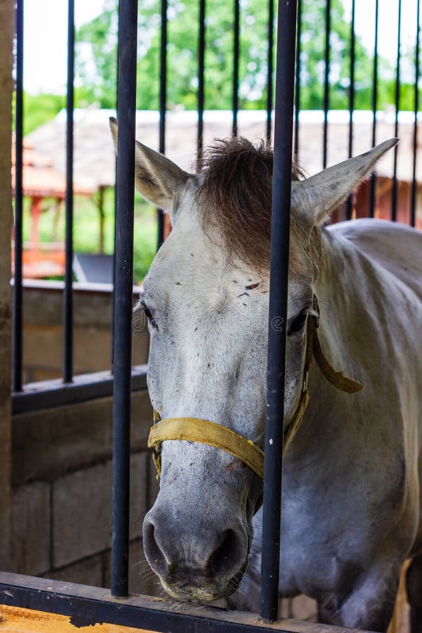 Grey horse in stable stock image. Image of corral, close - 171087697