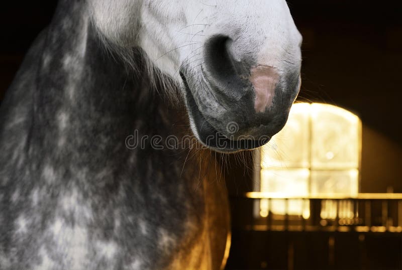 Grey Horse in a Sun Lighted Stable Stock Image - Image of nose, nature ...