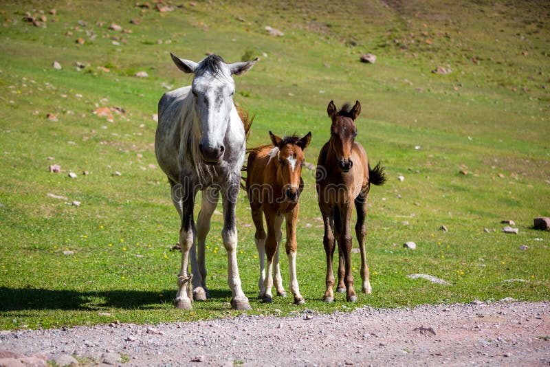 Grey horse and two colts stock image. Image of daytime - 34015033