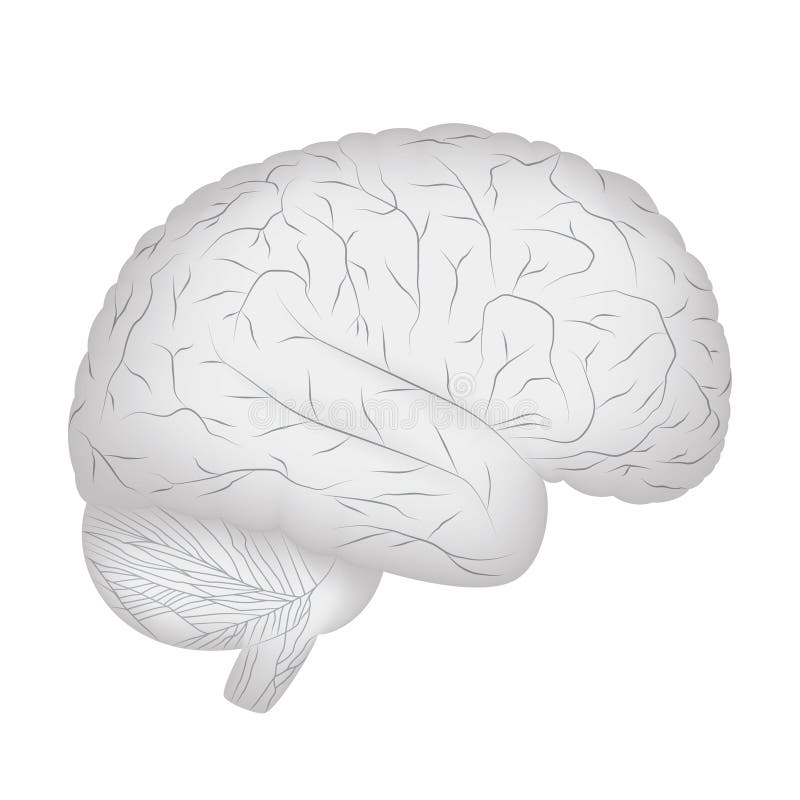 Grey human brain. stock vector. Illustration of graphic - 33438400