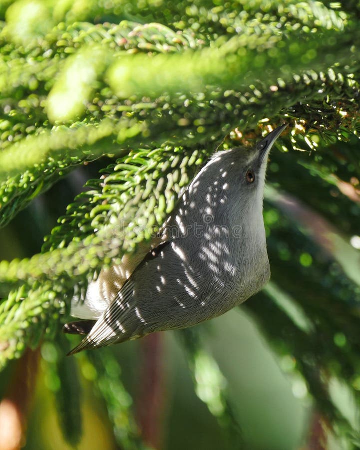 Grey Hummingbird at work stock image. Image of tropical - 119879057