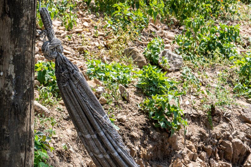 Grey Hummock Tied on the Tree Trunk Stock Photo - Image of texture ...