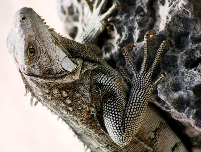 Grey iguana stock image. Image of iguana, reptile, green - 10212387