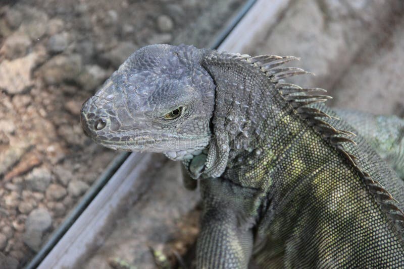 Grey Iguana Looks at the Photographer Stock Photo - Image of close ...