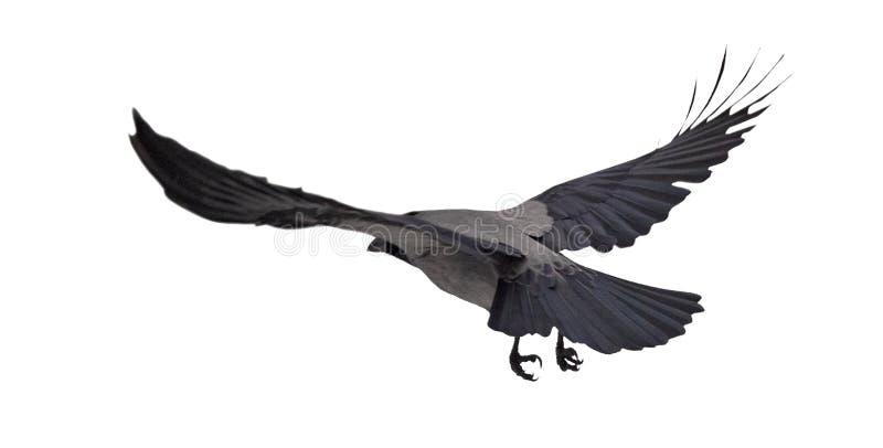 Raven Flying Away