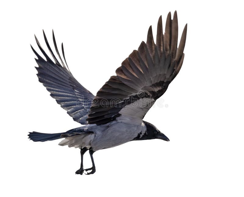 Gray Crow Bird with Large Black Wings Stock Image - Image of animals ...