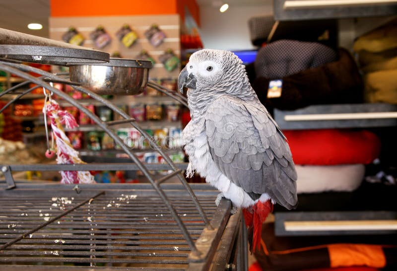 Perroquet De Jaco Se Reposant Dans Un Arbre Photo stock - Image du ...