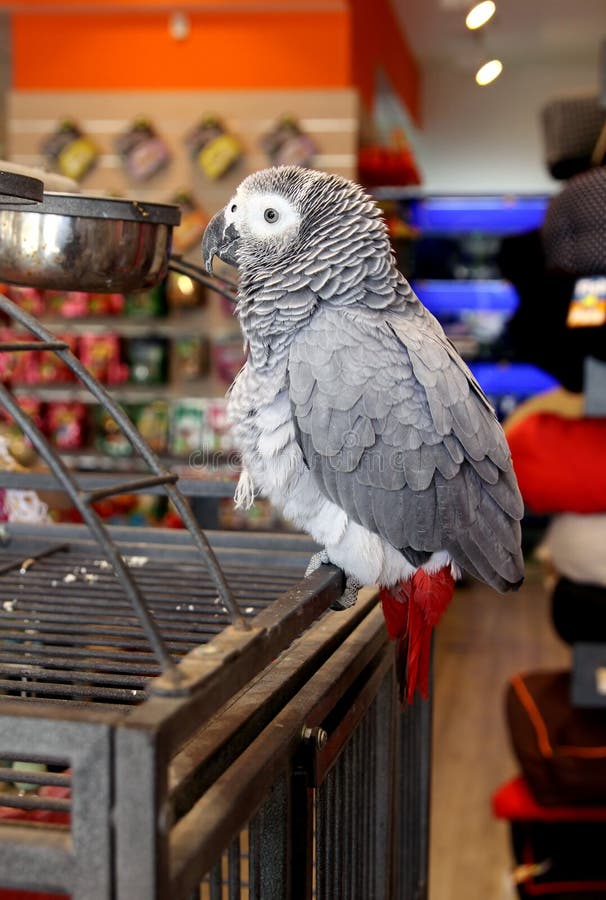 Perroquet De Jaco Se Reposant Dans Un Arbre Photo stock - Image du ...