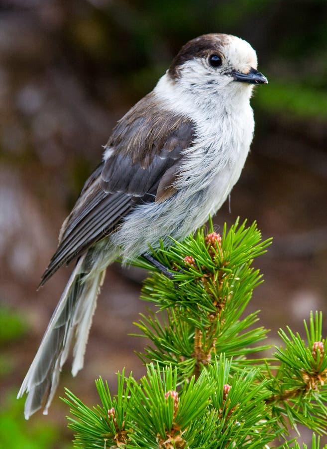Grey Jay stock photo. Image of patient, green, bird, wildlife - 11728690