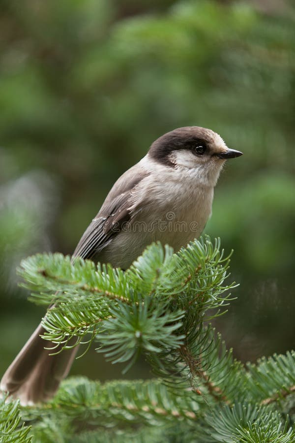 Grey jay stock photo. Image of beak, nature, life, perch - 24180632