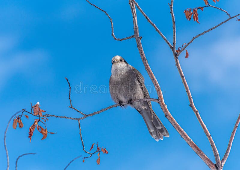 Grey Jay Perisoreus Canadensis Stock Image - Image of wing, fauna ...