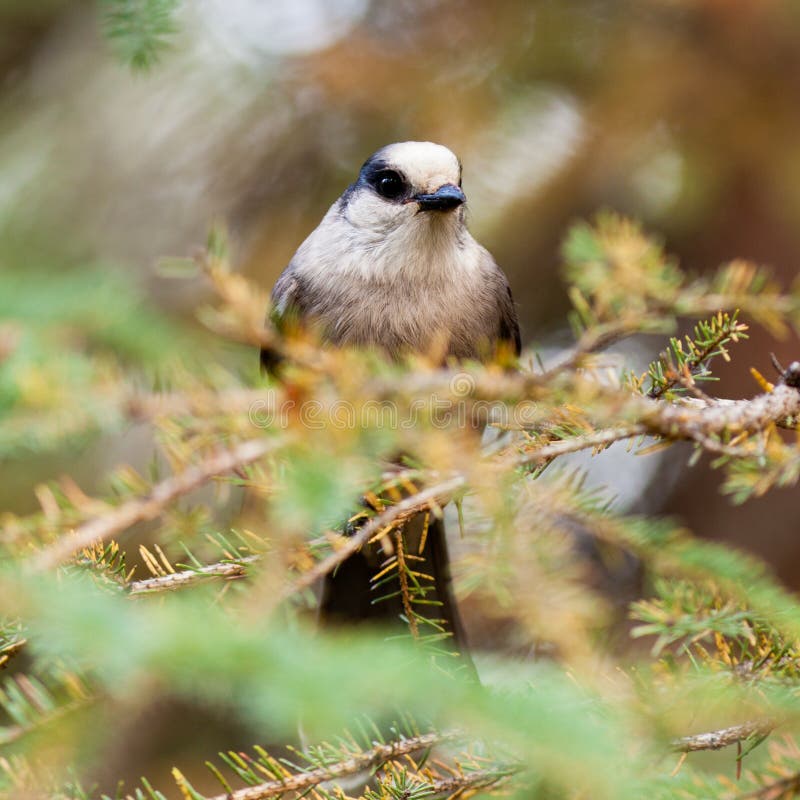 Grey Jay Perisoreus Canadensis Watching Perched Stock Photo - Image of ...