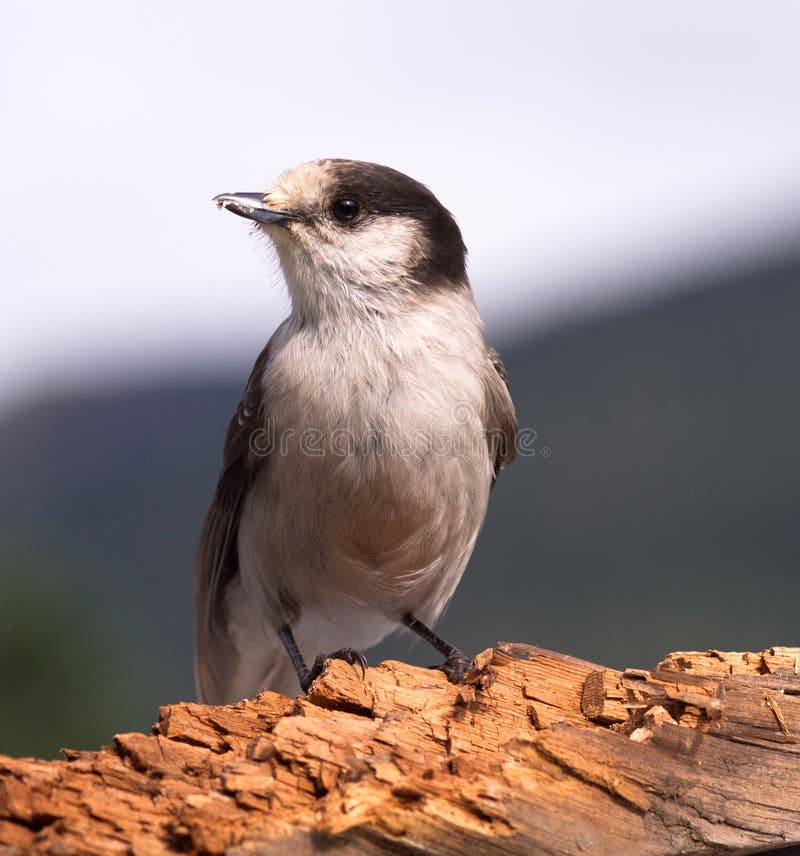 Grey Jay Whiskey Jack Bird Watching Animal Wildlife Stock Photo - Image ...