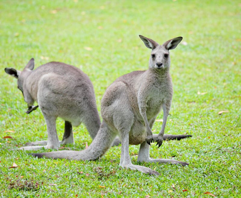 Grey kangaroo stock photo. Image of forest, curiosity - 23483922