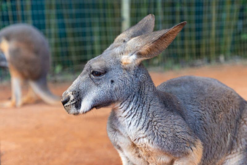 Grey Kangaroo in Side Profile Stock Photo - Image of kangaroo, wildlife ...