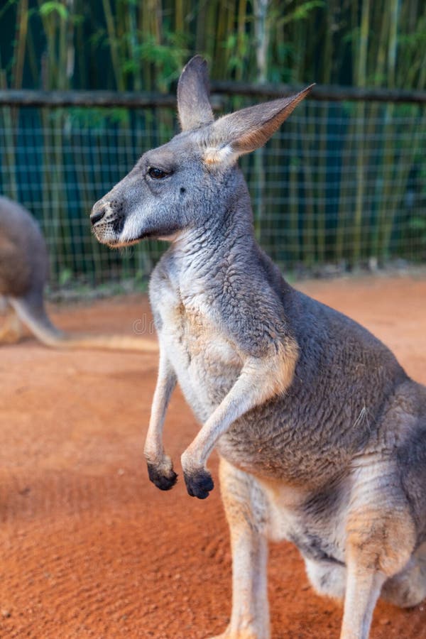 Grey Kangaroo in Side Profile Stock Photo - Image of kangaroo, wildlife ...