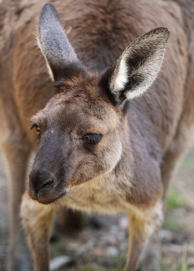 El Canguro Gris Occidental (fuliginosus Del Macropus) Foto de archivo ...