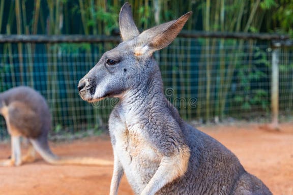 Grey Kangaroo in Side Profile Stock Photo - Image of herbivore, joey ...