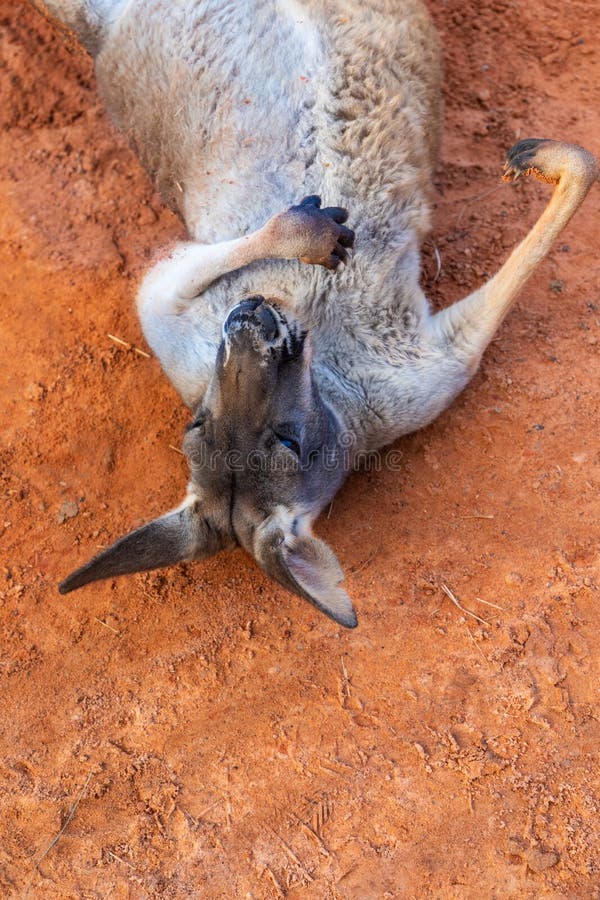 Grey Kangaroo in Zoo Enclosure Crouching Stock Photo - Image of jump ...