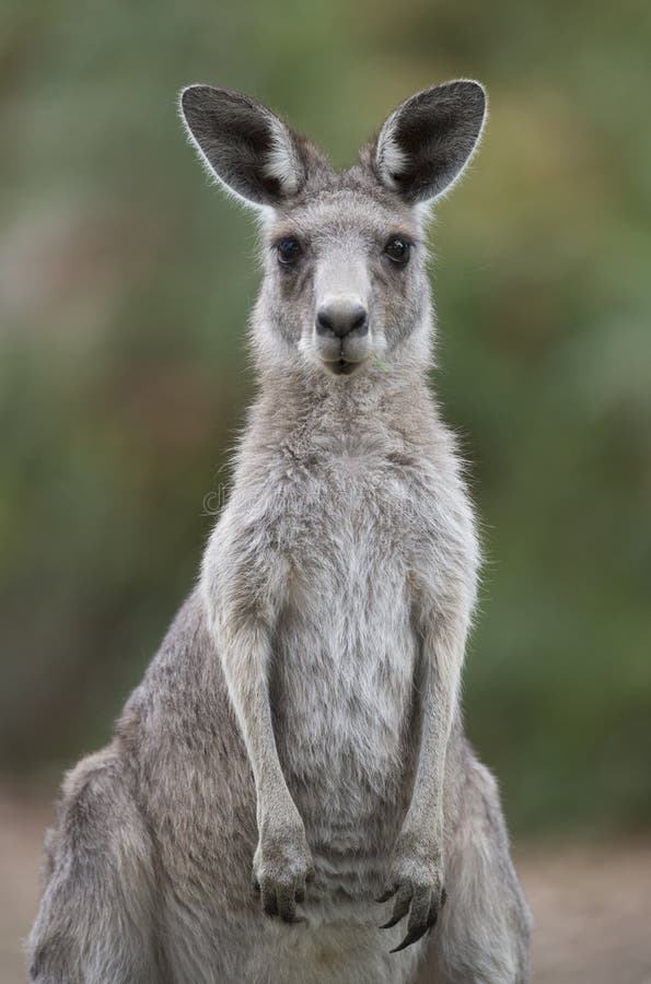 Camel on beach. Egypt stock image. Image of african, cover - 9557875