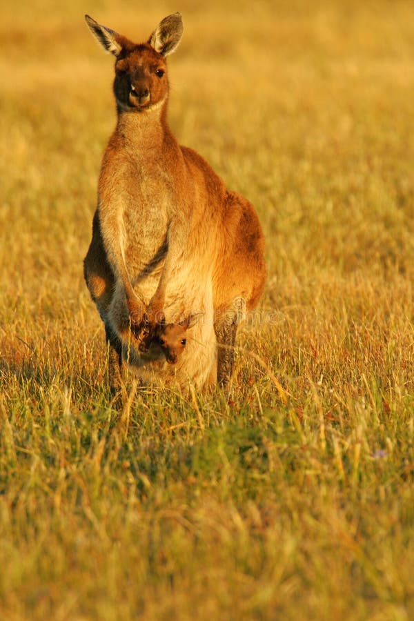 Grey kangura western obraz stock. Obraz złożonej z western - 4568205