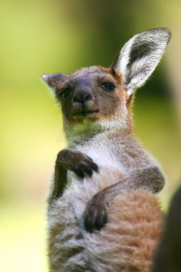 Grey kangura western obraz stock. Obraz złożonej z kangury - 4568147