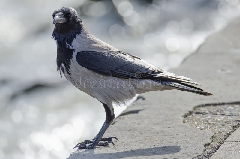 Grey kite stock photo. Image of kite, bird, balaton, wildlife - 56653854