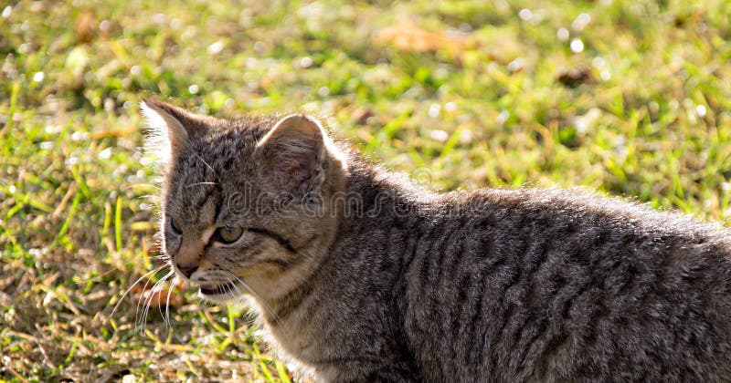 Grey kitten stock photo. Image of outdoor, field, domestic - 12131404