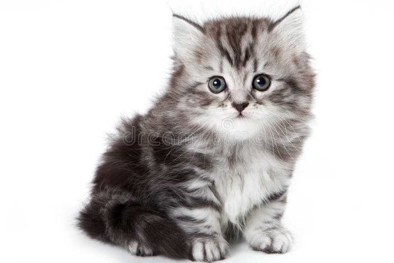 Grey kitten stock image. Image of pedigreed, looking - 21051089