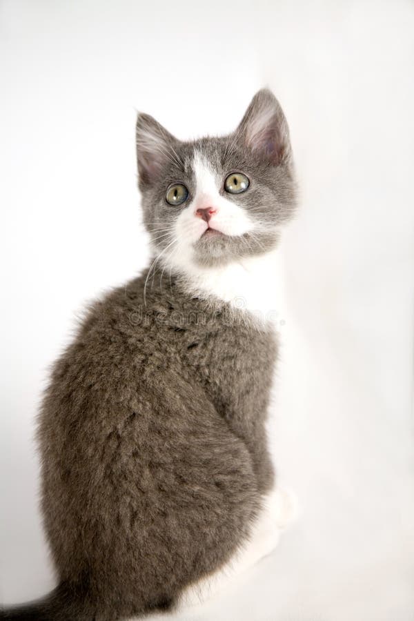 Grey Kitten stock image. Image of haired, kitten, long - 97677657