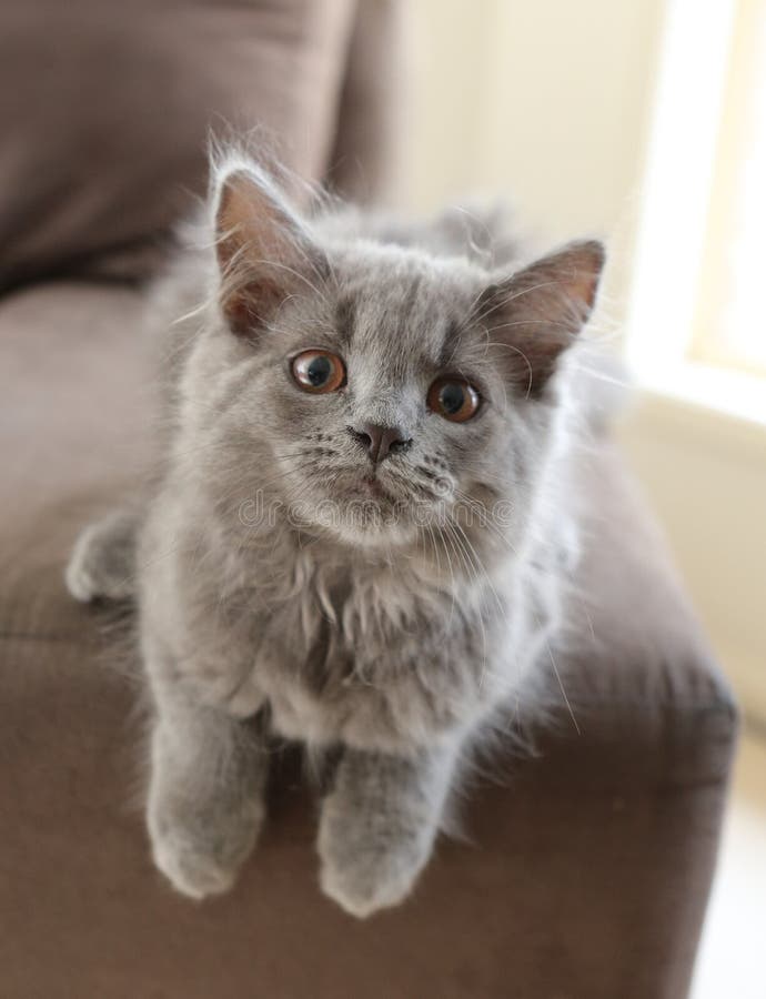 Grey Kitten stock photo. Image of persian, kittens, breed - 25651068