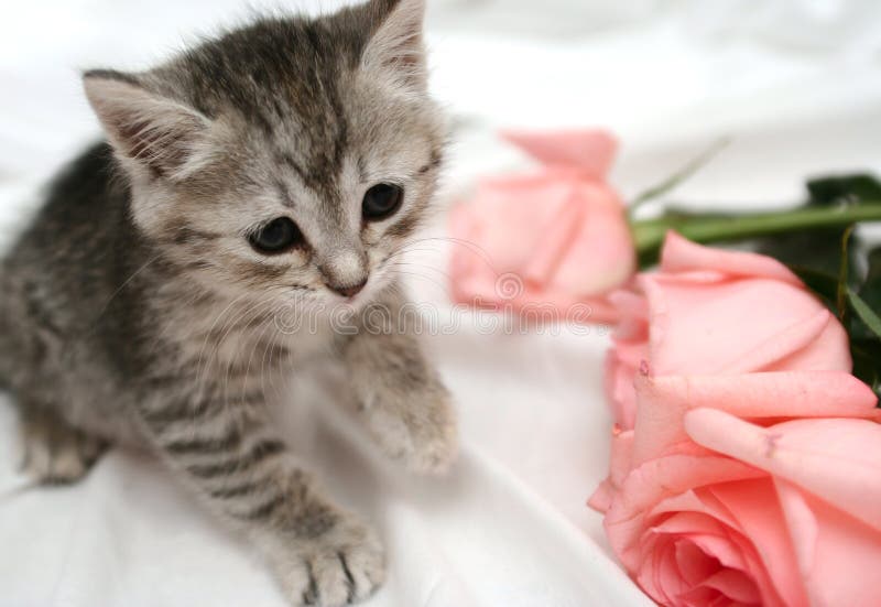 Grey kitten stock image. Image of kitten, pink, flower - 2939739